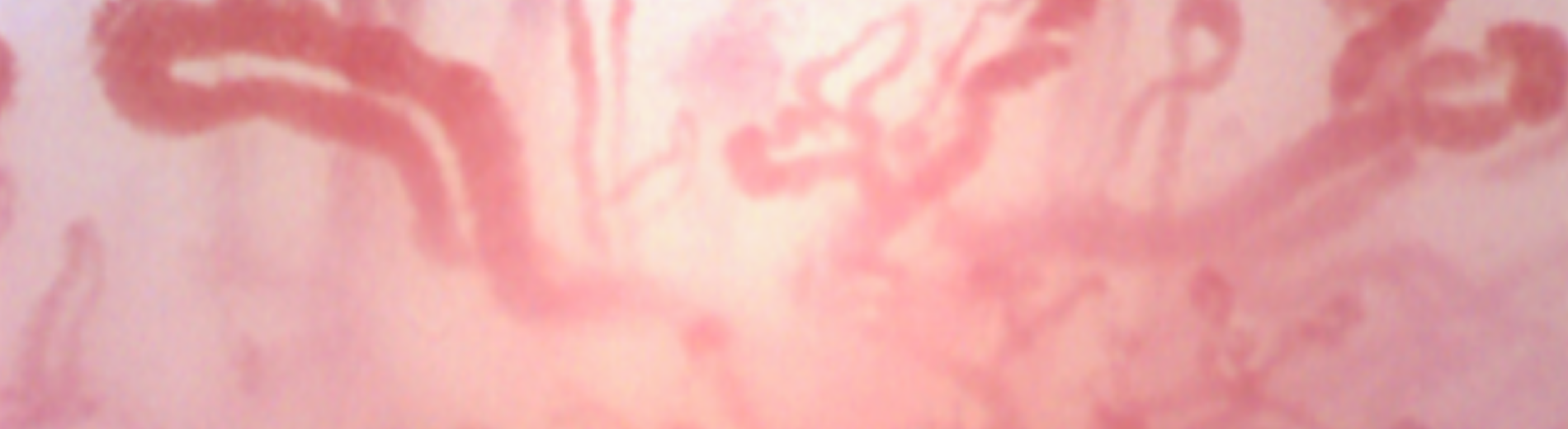 12th EULAR Course on Capillaroscopy and Microcirculation in RMDs 2023 ...